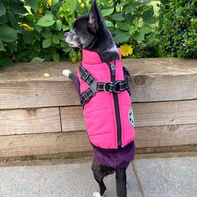 Sherpa Premium Waterproof Small Dog D Ring Coat Hot Pink 4 Sizes – My ...