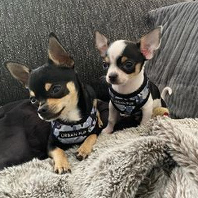 Urban Pup Arctic Camouflage Harness – My Chi and Me